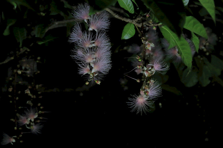 Uchinaa Ichainaa | Echoing the luck of Okinawa