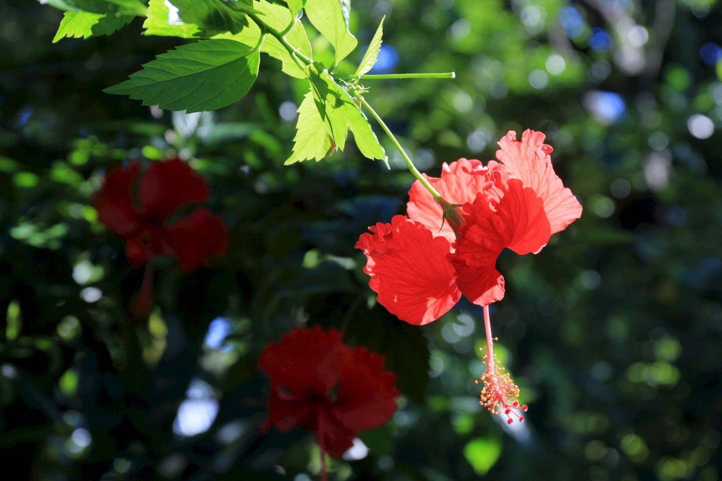Uchinaa Ichainaa | Echoing the luck of Okinawa
